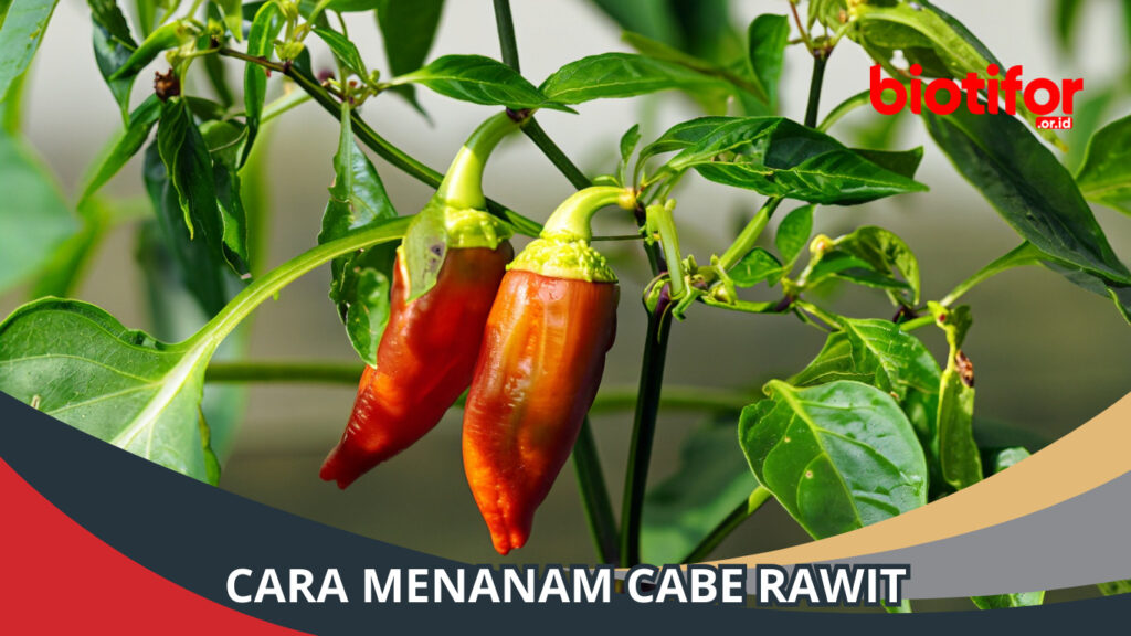 Cara Menanam Cabe Rawit: Panduan Lengkap untuk Pemula - Biotifor
