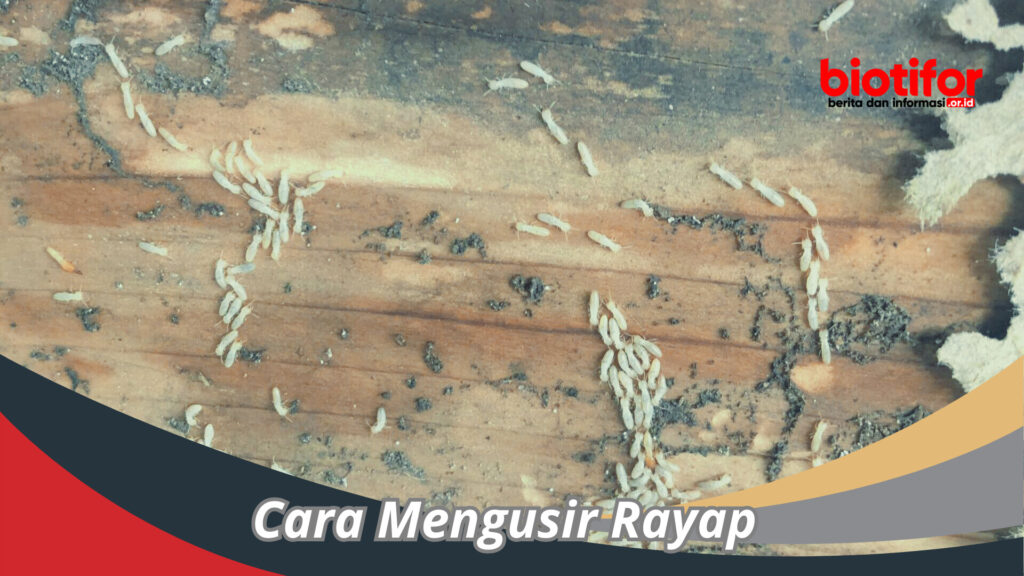 Cara Mengusir Rayap : Tips Ampuh Perlindungan Di Rumah