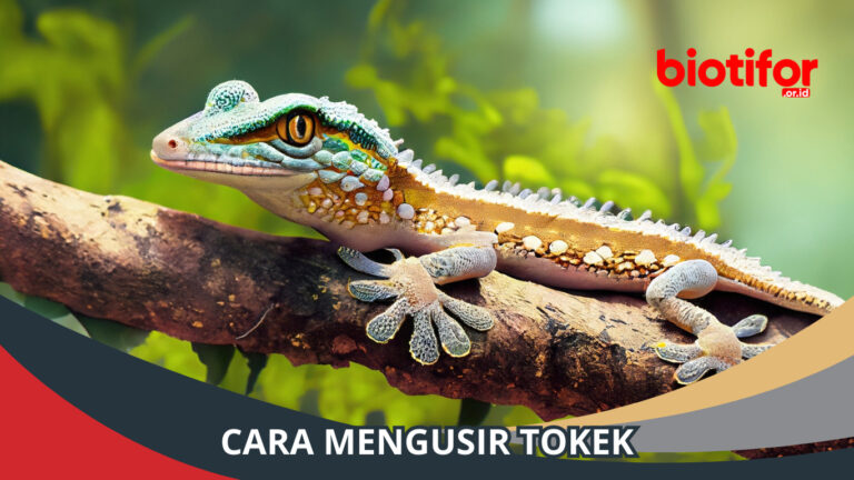 Cara Mengusir Tokek: Tips Ampuh Mengatasi Hama di Rumah - Biotifor