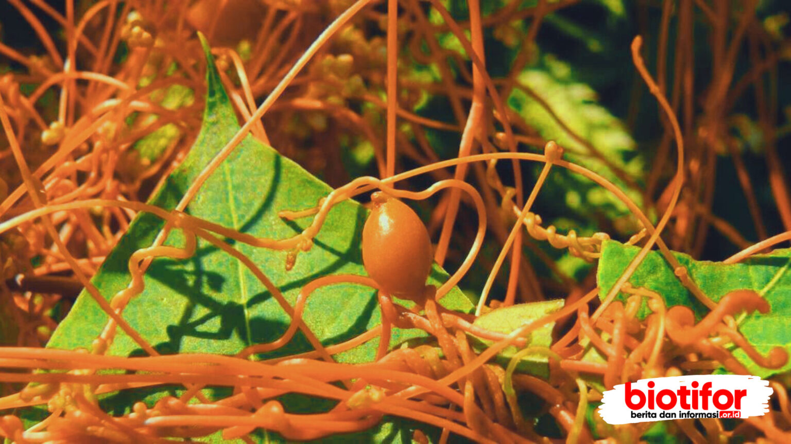Contoh Tumbuhan Parasit : Keanekaragaman Dalam Ekosistem - Biotifor