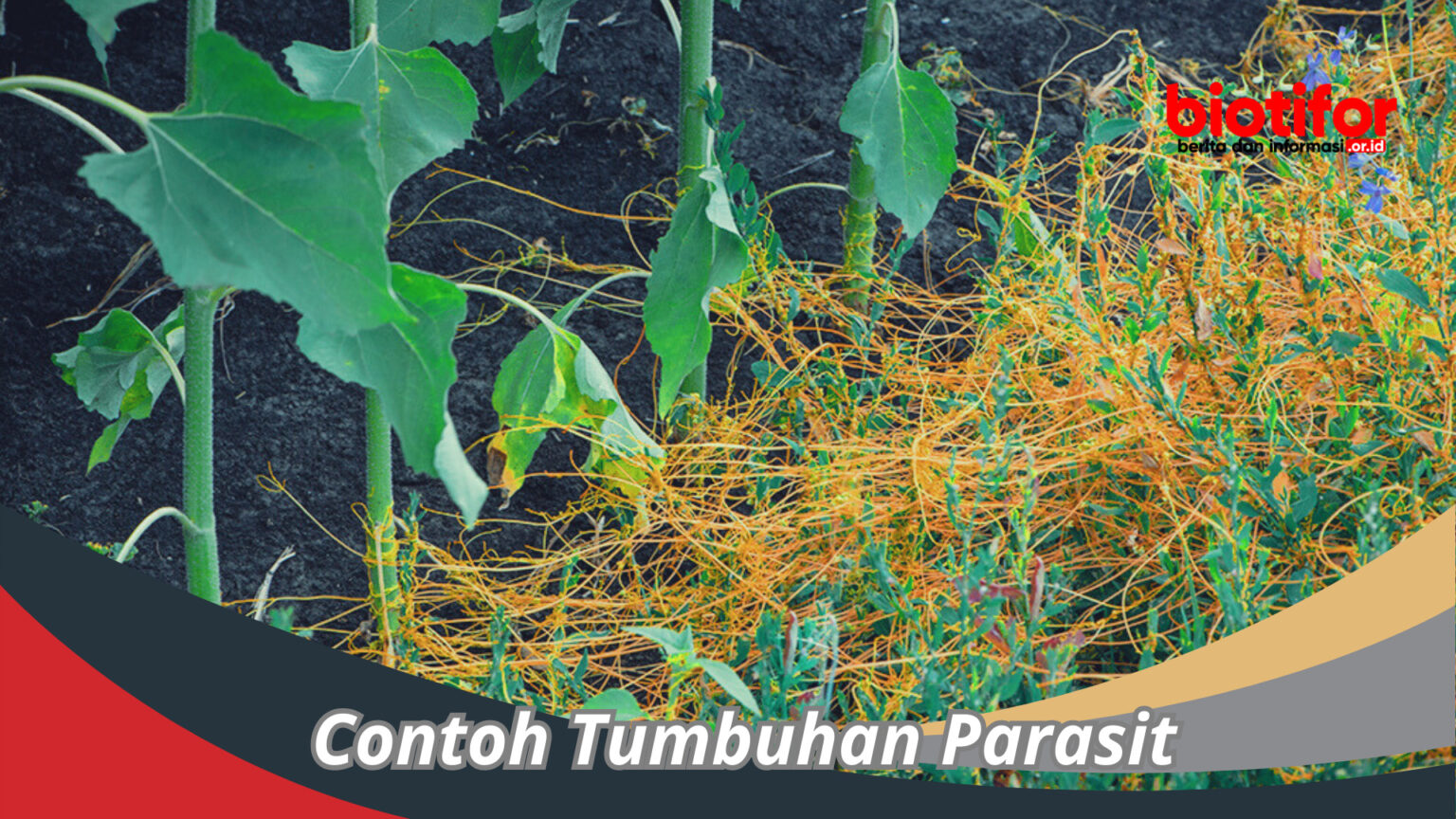 Contoh Tumbuhan Parasit : Keanekaragaman Dalam Ekosistem - Biotifor