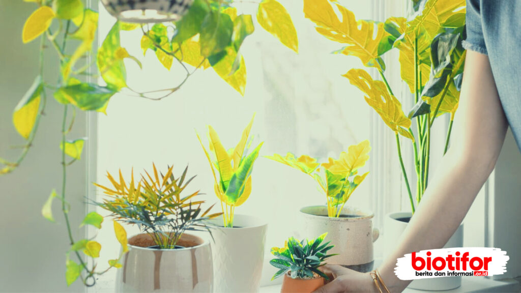 Manfaat H2O2 Untuk Tanaman / Hidrogen Peroksida