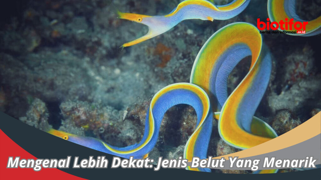 Mengenal Lebih Dekat: Jenis Belut Yang Menarik - Biotifor