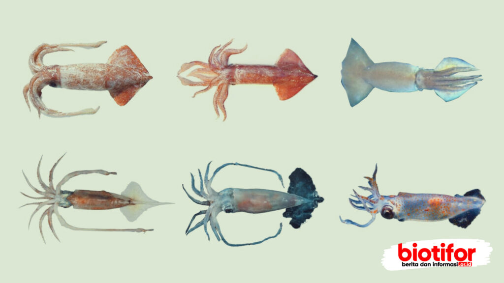 Jenis Cumi-Cumi: Menjelajahi Kehidupan Laut