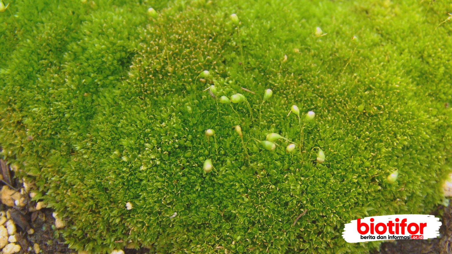 Jenis-Jenis Lumut : Keragaman Lumut Di Alam
