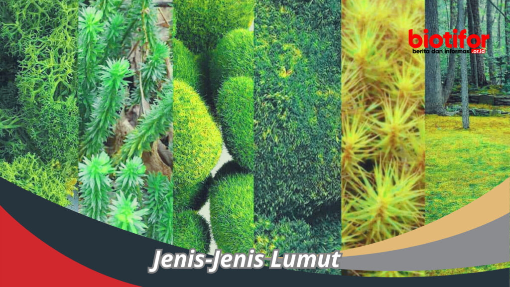 Jenis-Jenis Lumut : Keragaman Lumut Di Alam