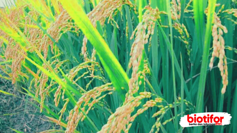 Jenis-Jenis Padi : Mengenal Berbagai Varietas Padi