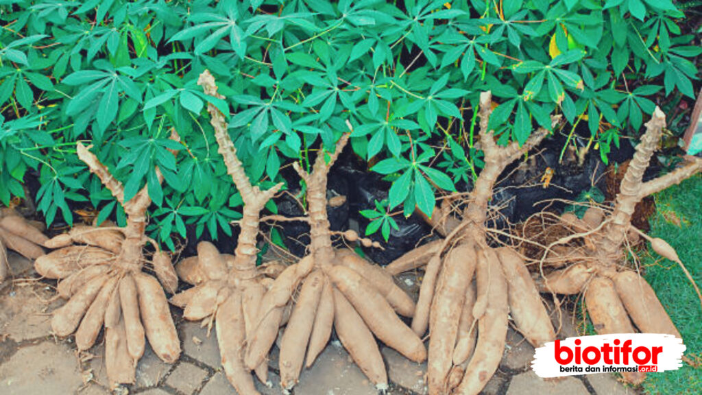 Jenis-Jenis Singkong: Menjelajahi Ragam Varietas