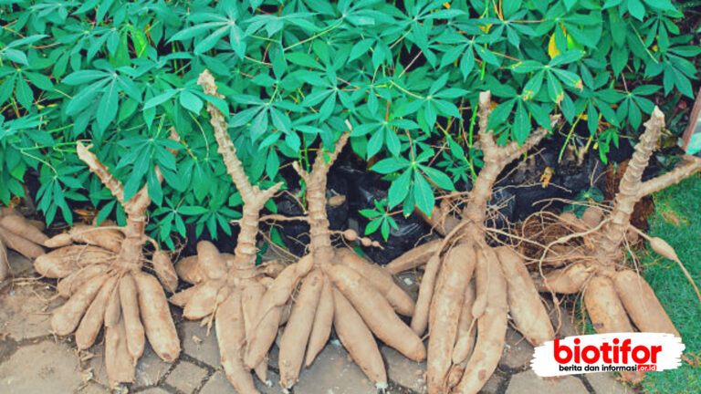 Jenis-Jenis Singkong: Menjelajahi Ragam Varietas