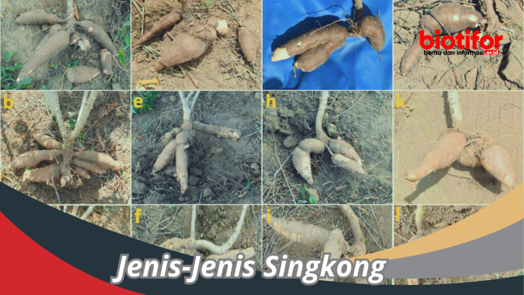Jenis-Jenis Singkong: Menjelajahi Ragam Varietas