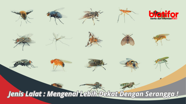 Jenis Lalat : Mengenal Lebih Dekat Dengan Serangga
