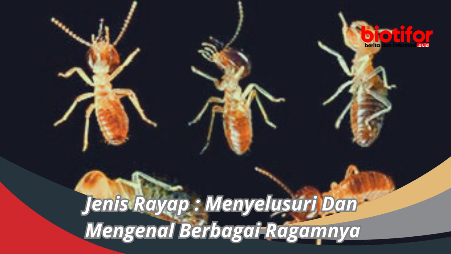 Jenis Rayap : Menyelusuri Dan Mengenal Berbagai Ragamnya