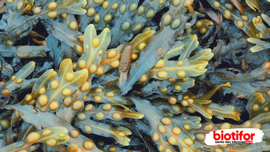 Semua Jenis Rumput Laut Yang Ada Didunia