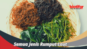 Semua Jenis Rumput Laut Yang Ada Didunia