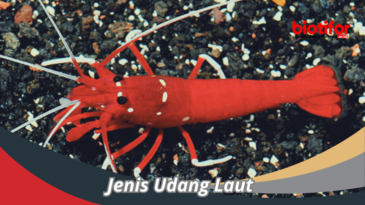 Hewan Teripang: Manfaat dan Perannya dalam Ekosistem Laut - Biotifor