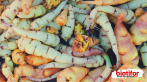 Jenis Umbi-Umbian: Manfaat, Penggunaan, Dan Varietas Populer