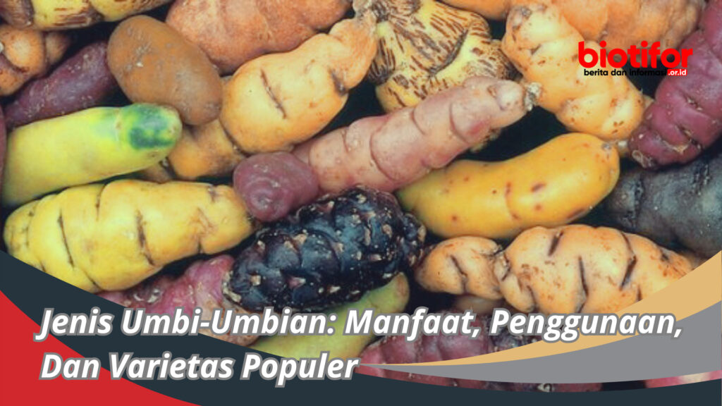 Jenis Umbi-Umbian: Manfaat, Penggunaan, Dan Varietas Populer