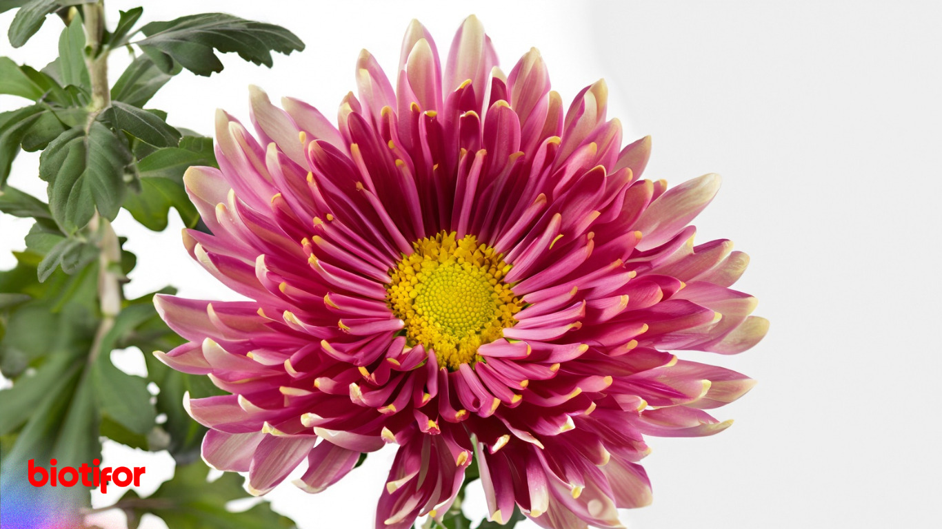 Cara Merawat Bunga Krisan: Tips untuk Kecantikan Tumbuhan - Biotifor