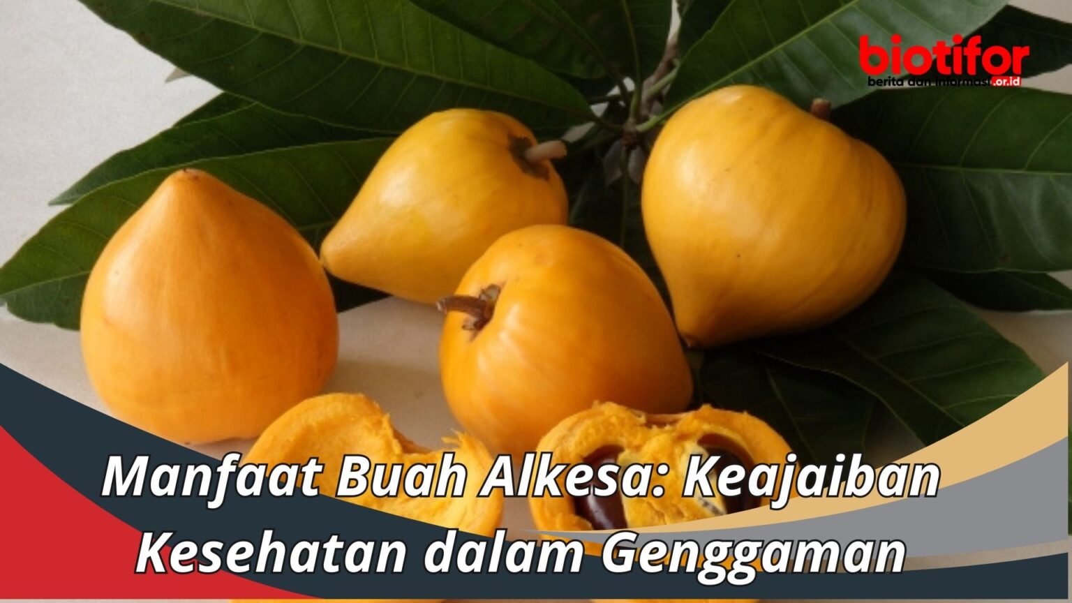 Manfaat Buah Alkesa: Keajaiban Kesehatan dalam Genggaman - Biotifor