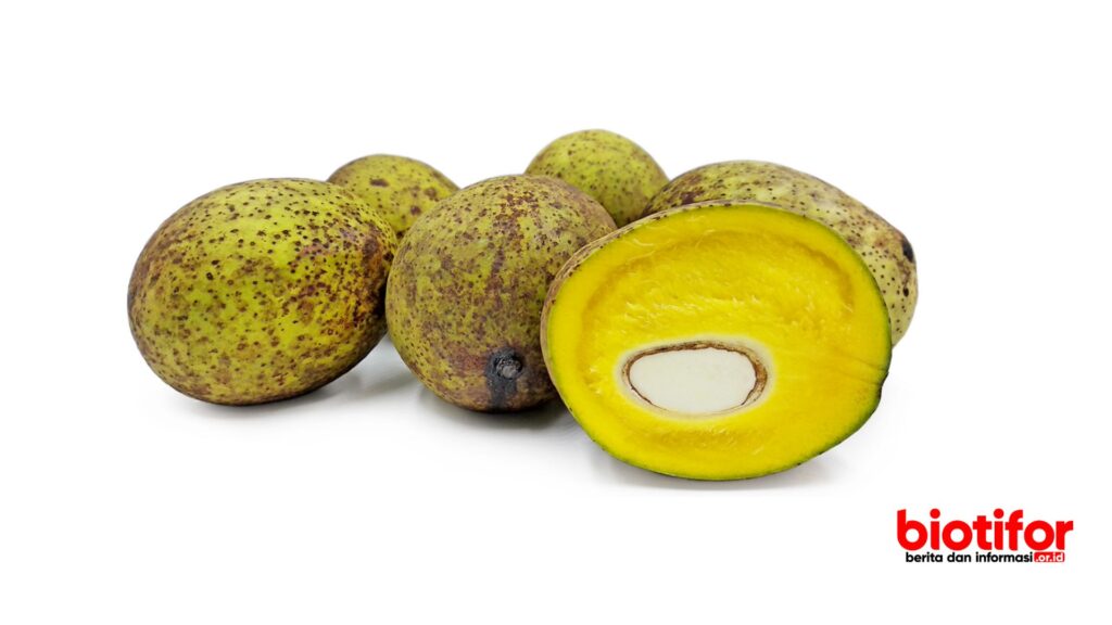 Manfaat Buah Bacang: Khasiat Luar Biasa dari Buah yang Jarang Diketahui