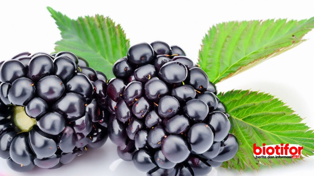 Manfaat Buah Blackberry: Kaya Akan Antioksidan dan Kesehatan - Biotifor Manfaat Buah Blackberry: Kaya Akan Antioksidan dan Kesehatan - Biotifor