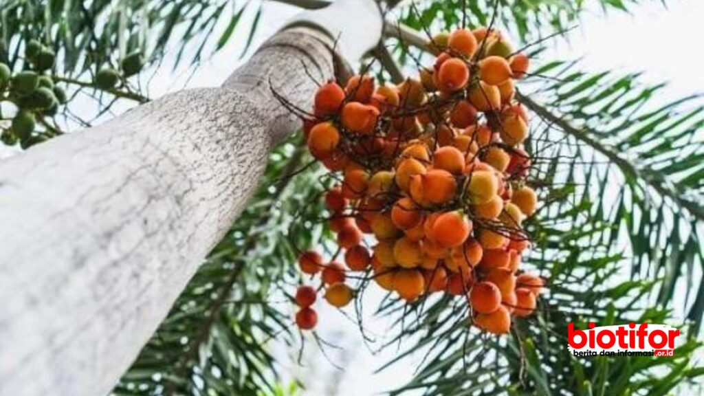 Manfaat Buah Jambe: Kaya Manfaat untuk Kesehatan dan Kecantikan