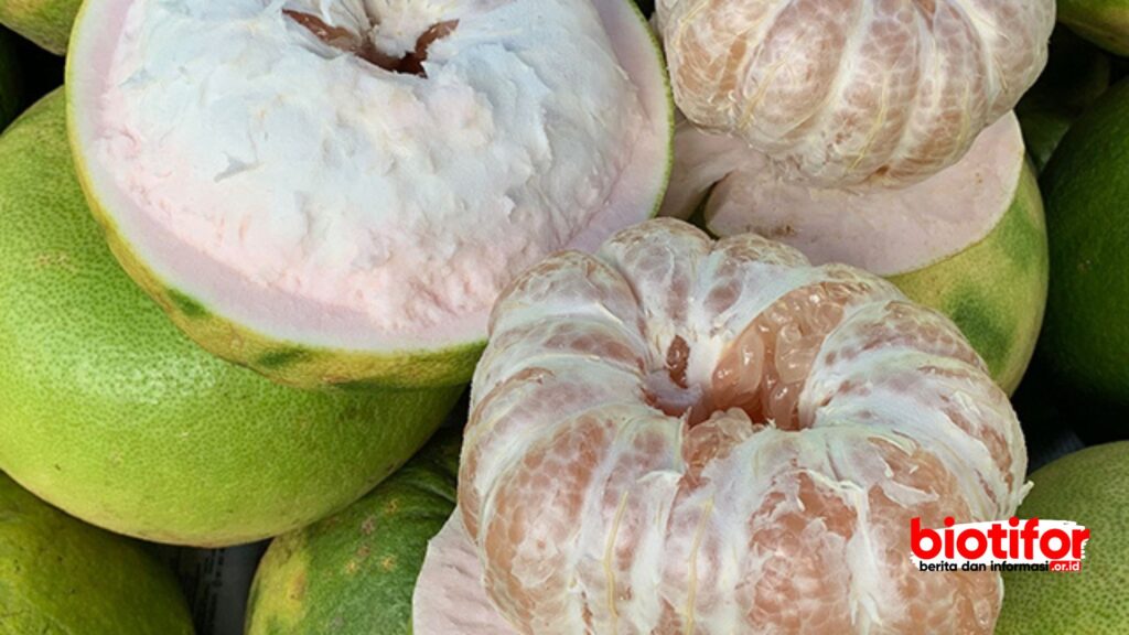 Khasiat Luar Biasa Manfaat Buah Jeruk Bali untuk Kesehatan Anda - Biotifor