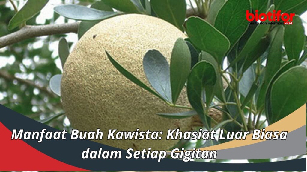 Manfaat Buah Kawista: Khasiat Luar Biasa dalam Setiap Gigitan - Biotifor