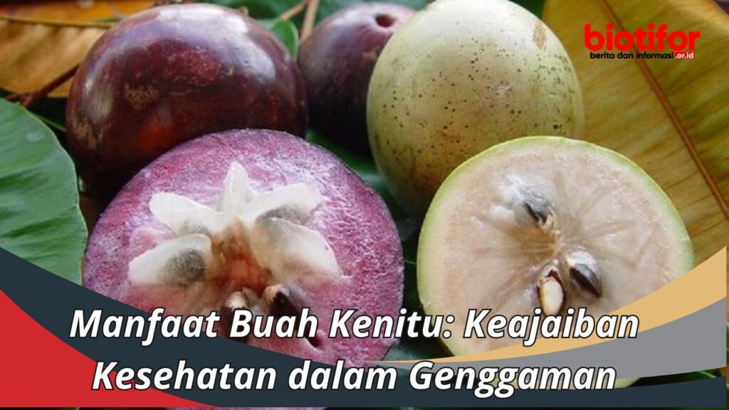 Manfaat Buah Kenitu: Keajaiban Kesehatan dalam Genggaman - Biotifor