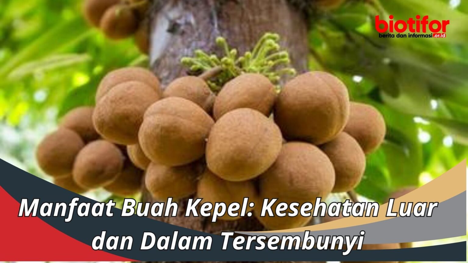Manfaat Buah Kepel: Kesehatan Luar dan Dalam Tersembunyi - Biotifor