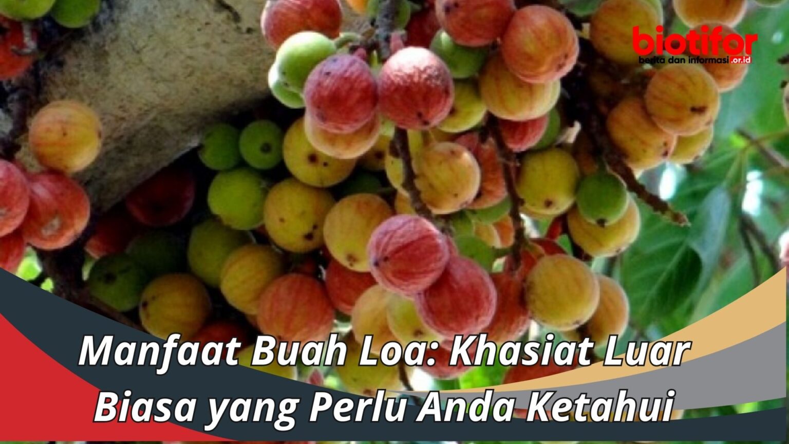 Manfaat Buah Loa: Khasiat Luar Biasa yang Perlu Anda Ketahui - Biotifor