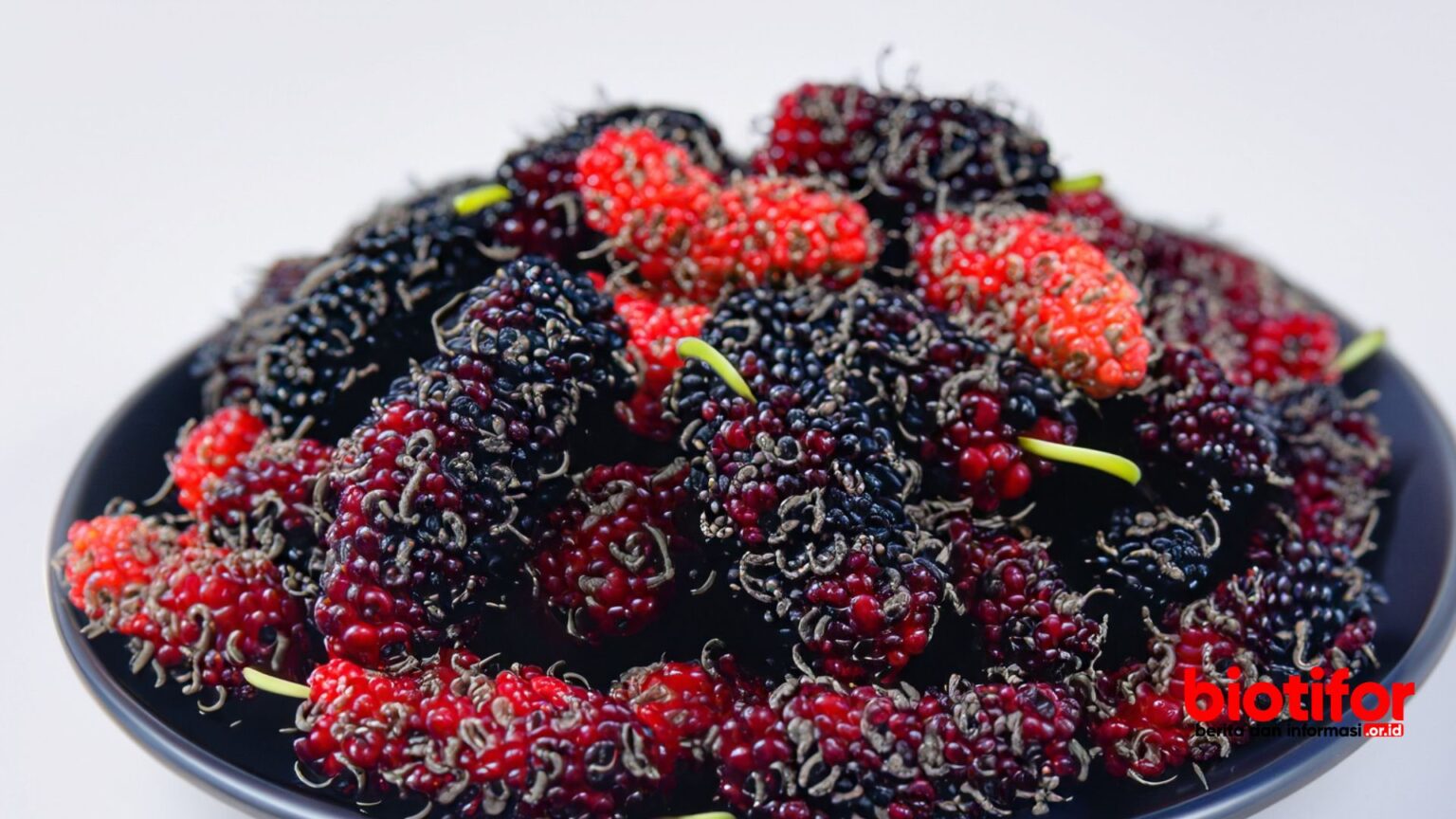 Manfaat Buah Murbei: Khasiat Luar Biasa yang Perlu Anda Ketahui - Biotifor