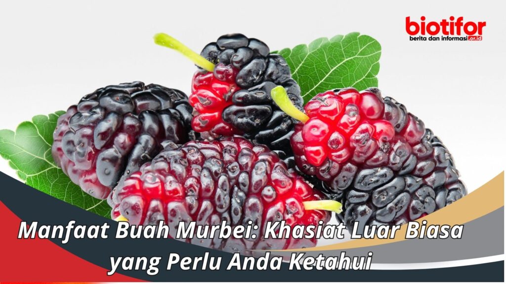 Manfaat Buah Murbei: Khasiat Luar Biasa yang Perlu Anda Ketahui - Biotifor