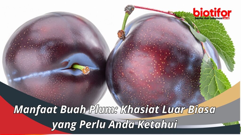Manfaat Buah Plum: Khasiat Luar Biasa yang Perlu Anda Ketahui