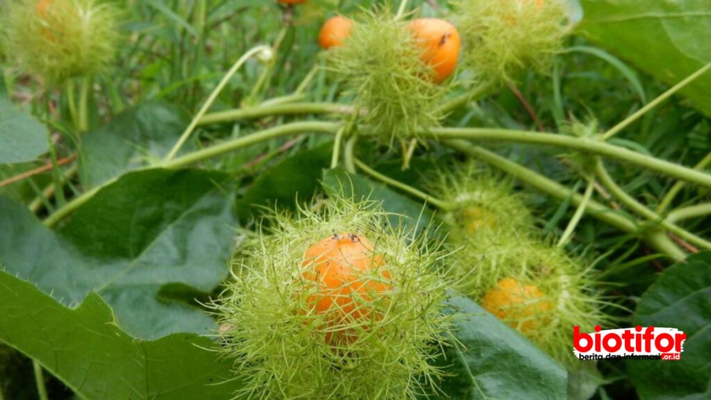 Manfaat Buah Rambusa: Khasiat yang Menyegarkan