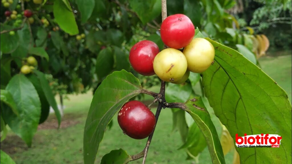 Manfaat Buah Rukem: Khasiat Luar Biasa untuk Kesehatan dan Kecantikan