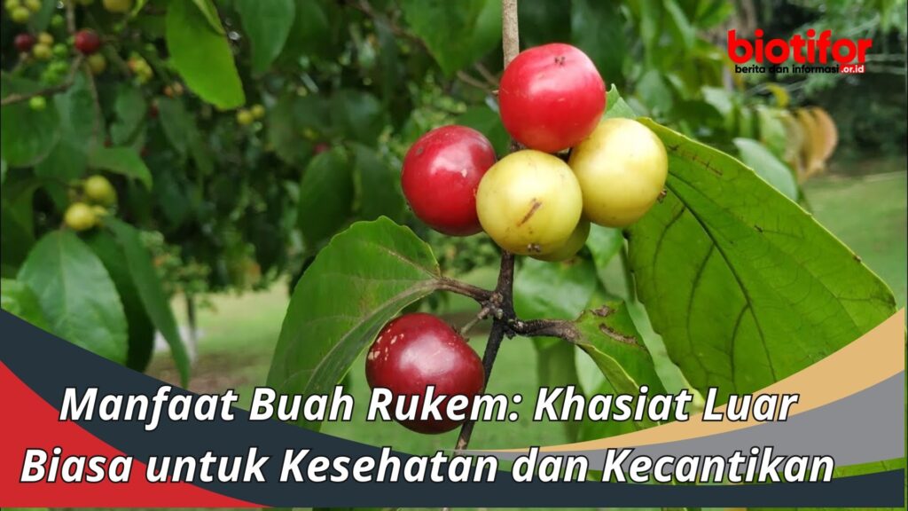Manfaat Buah Rukem: Khasiat Luar Biasa untuk Kesehatan dan Kecantikan