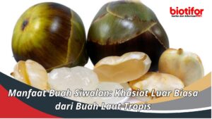 Manfaat Buah Siwalan: Khasiat Luar Biasa dari Buah Laut Tropis - Biotifor