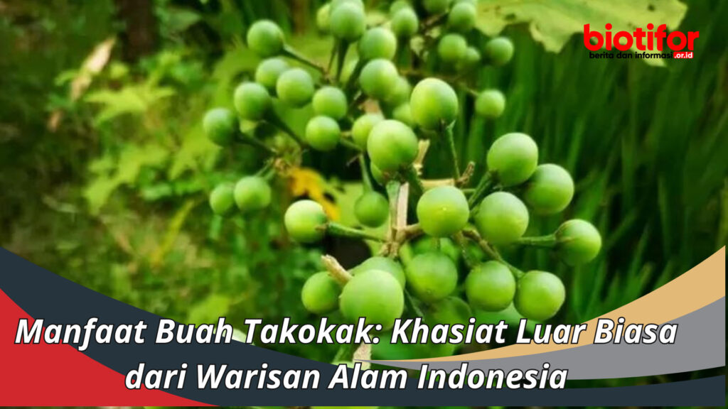 Manfaat Buah Takokak: Khasiat Luar Biasa dari Warisan Alam Indonesia