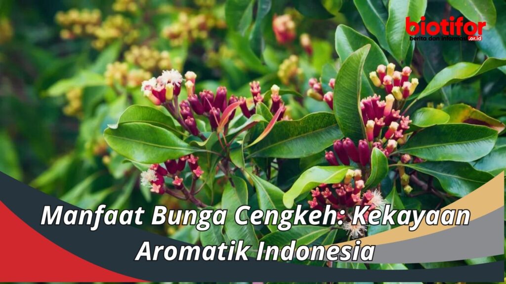 Manfaat Bunga Cengkeh: Kekayaan Aromatik Indonesia - Biotifor