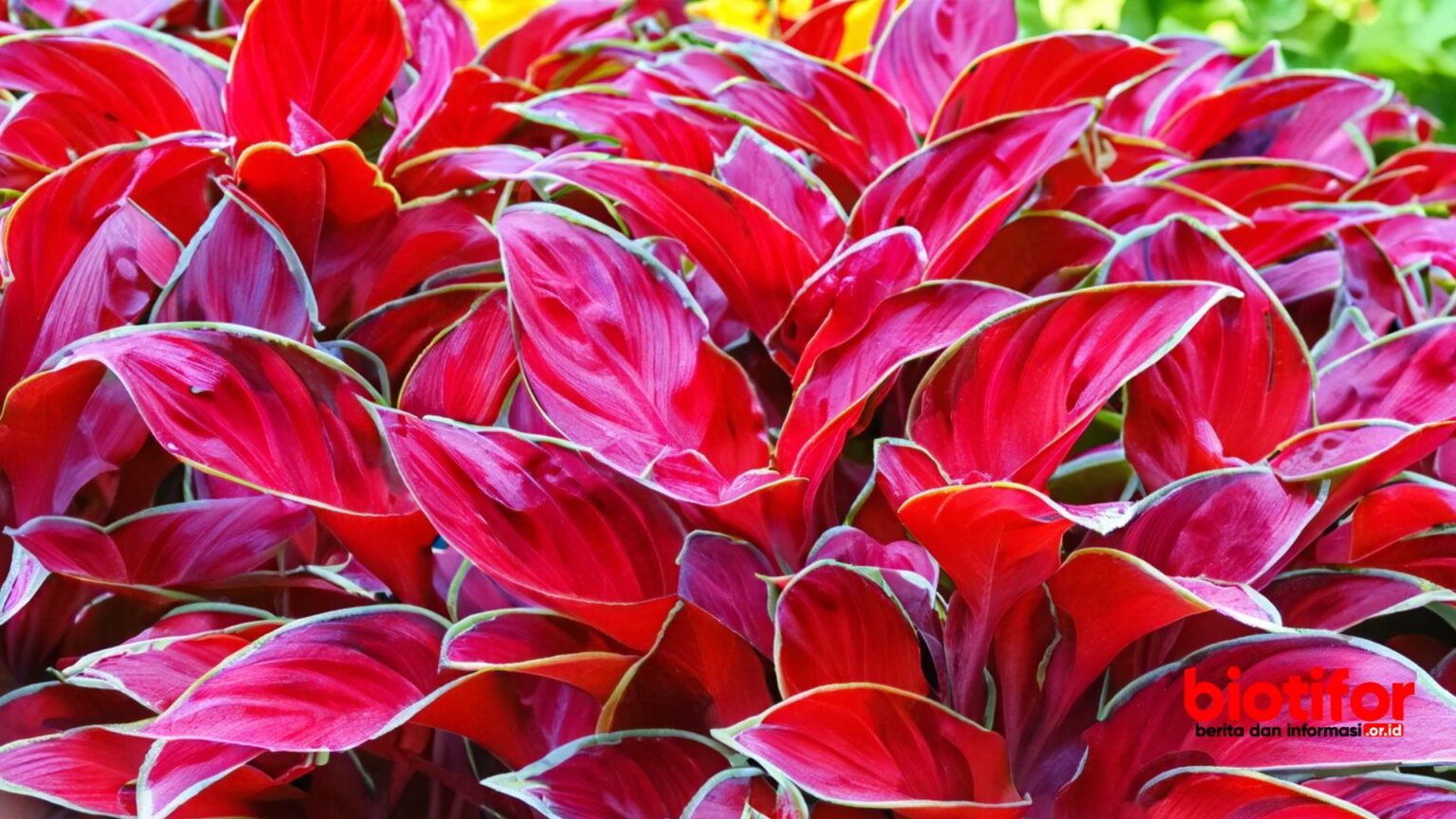 Manfaat Bunga Hanjuang Merah: Keajaiban Alam yang Menyehatkan