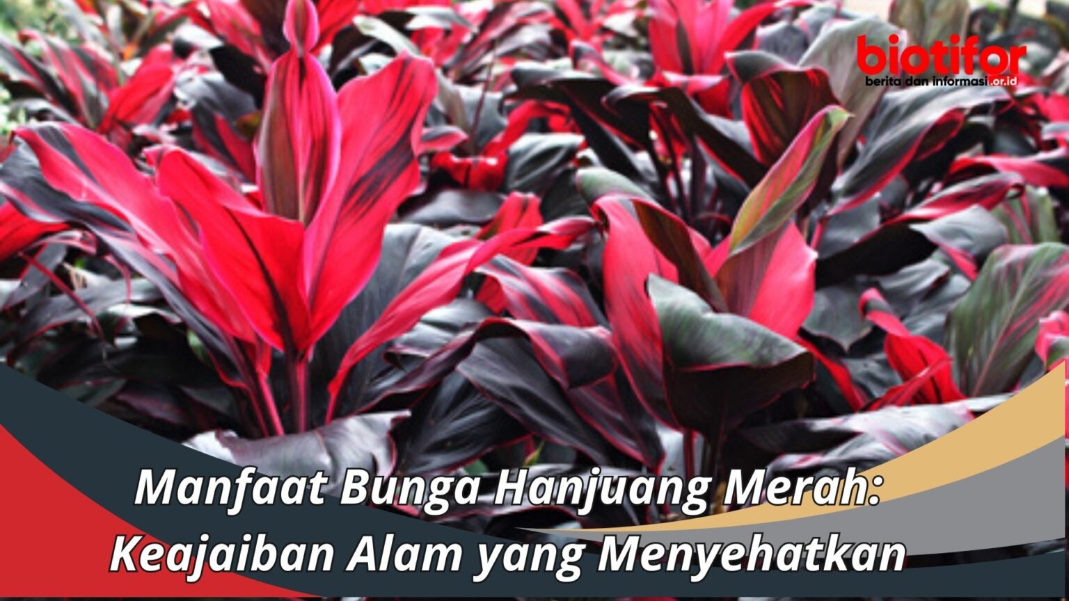 Manfaat Bunga Hanjuang Merah: Keajaiban Alam yang Menyehatkan