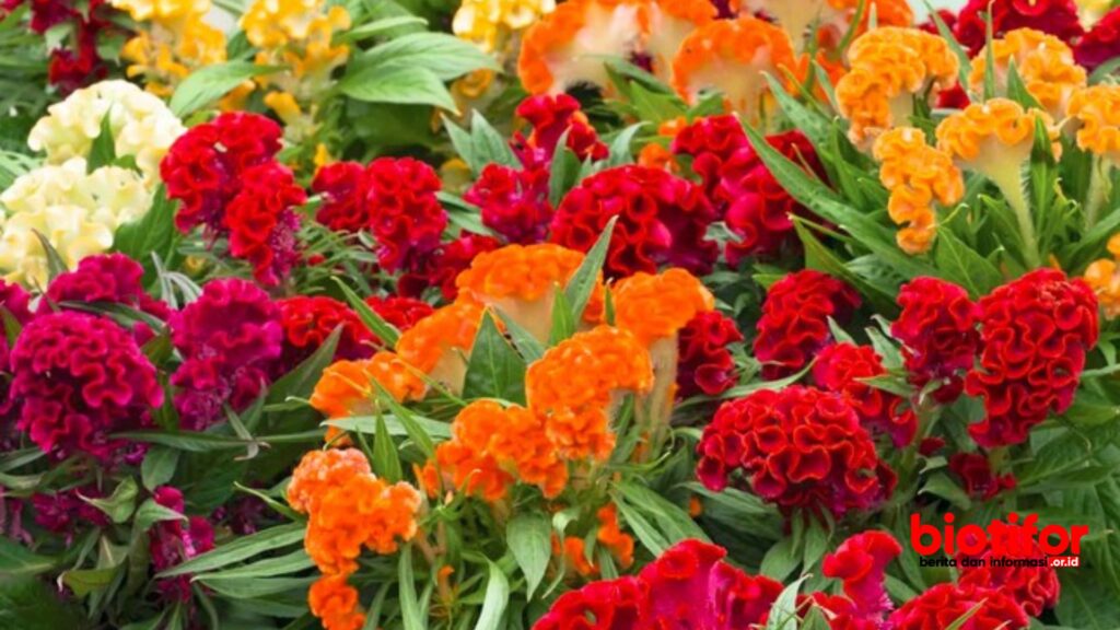 Manfaat Bunga Jengger Ayam: Keajaiban alam untuk Kesehatan - Biotifor