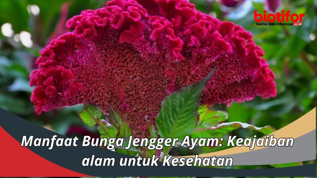 Manfaat Bunga Jengger Ayam: Keajaiban alam untuk Kesehatan - Biotifor