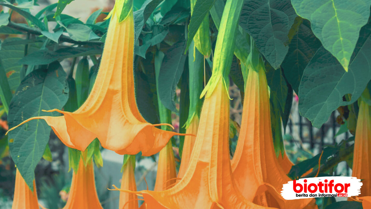 Manfaat Bunga Kecubung : Keajaiban Bunga Yang Mempesona