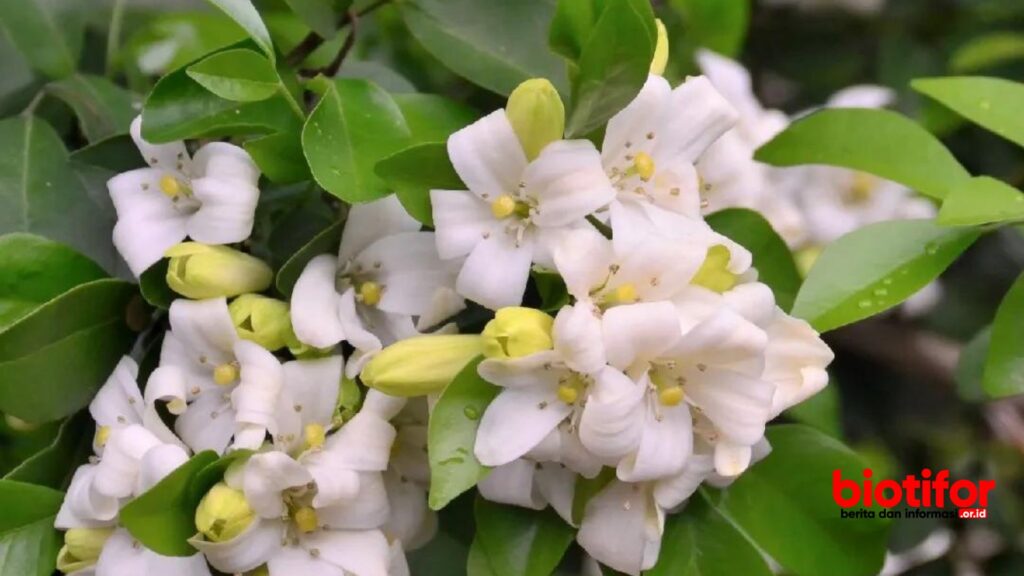 Manfaat Bunga Kemuning: Khasiat Luar Biasa dalam Kesehatan - Biotifor