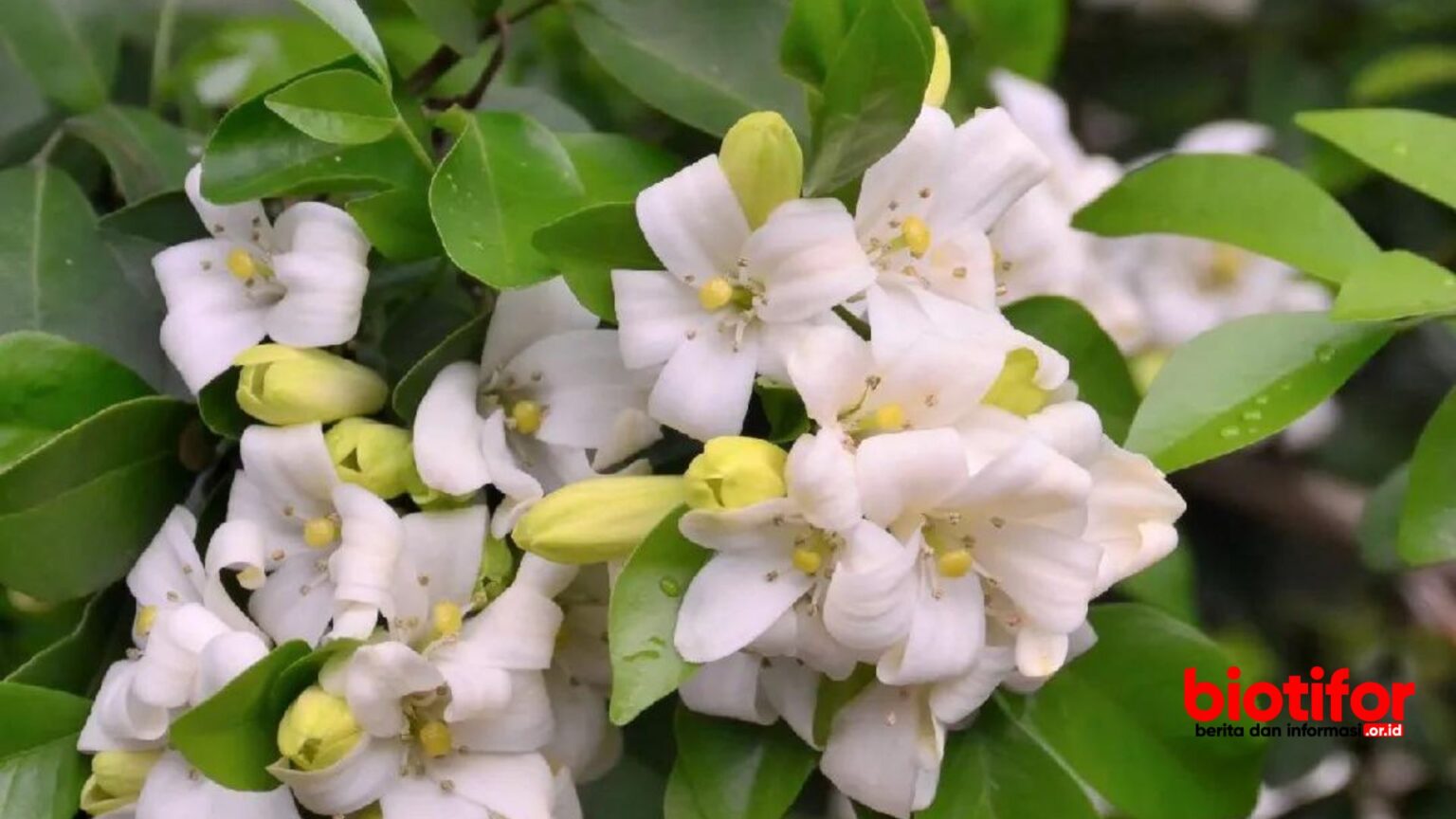 Manfaat Bunga Kemuning: Khasiat Luar Biasa dalam Kesehatan - Biotifor