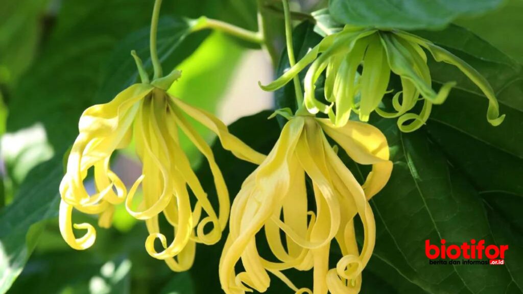 Manfaat Bunga Kenanga untuk Kesehatan Organ Intim Wanita (Miss V)