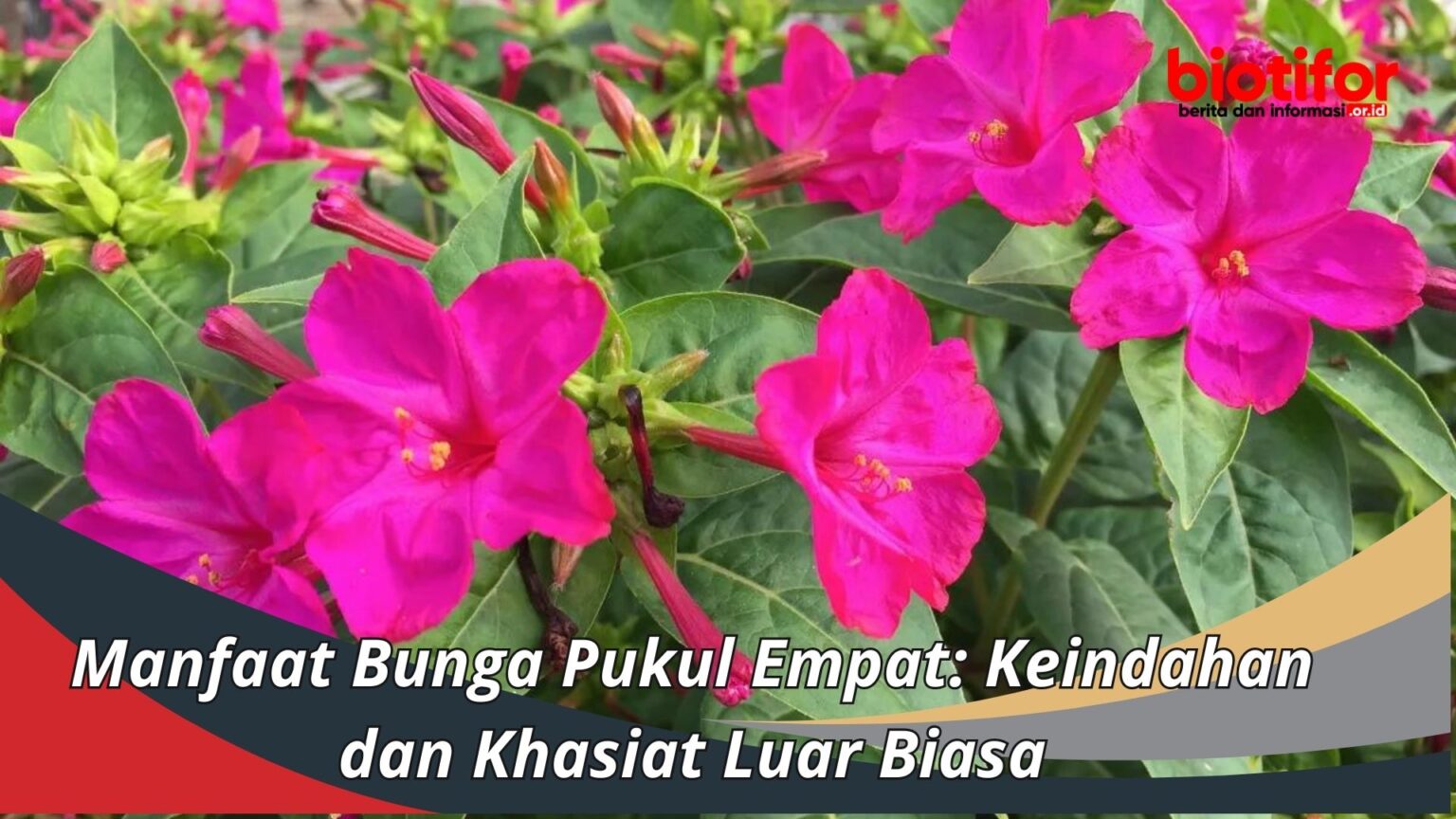 Manfaat Bunga Rosella: Khasiat dan Keajaiban untuk Kesehatan - Biotifor