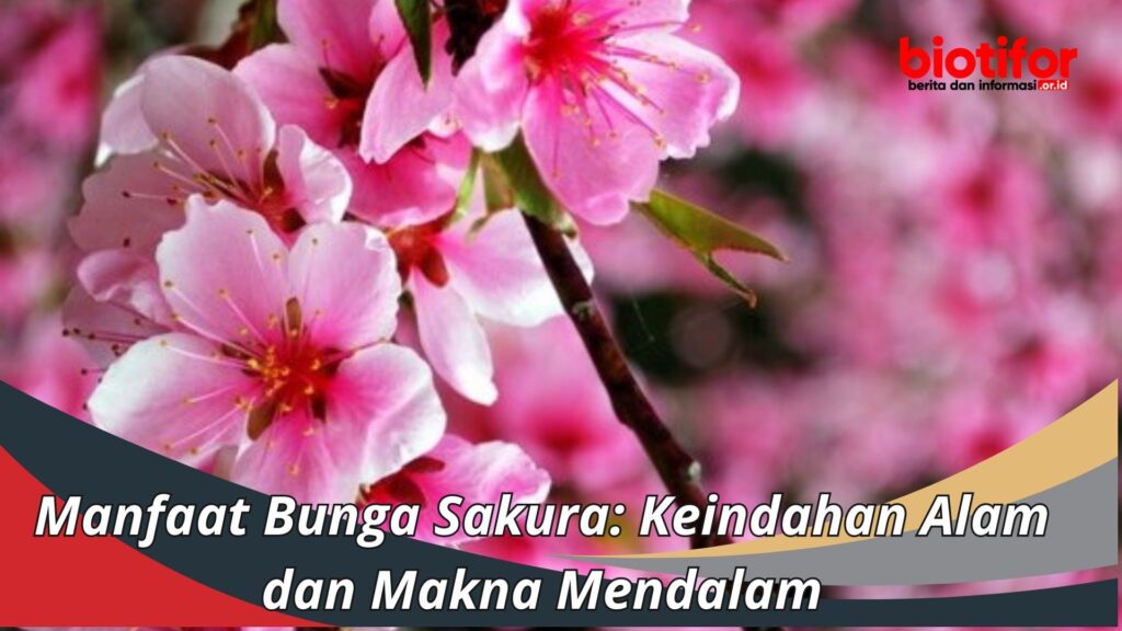 Manfaat Bunga Sakura: Keindahan Alam dan Makna Mendalam